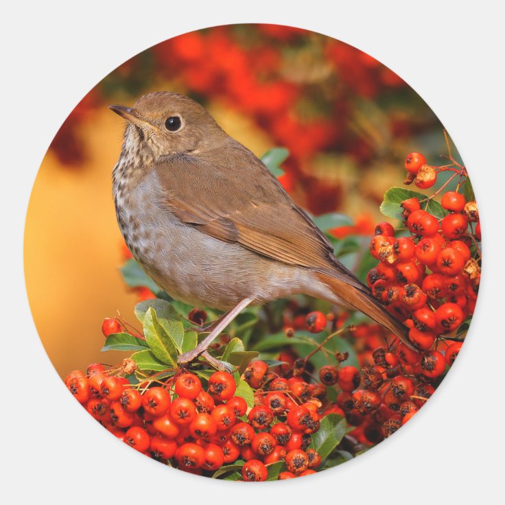 Hermit Thrush Songbird on the Scarlet Firethorn Classic Round Sticker ...