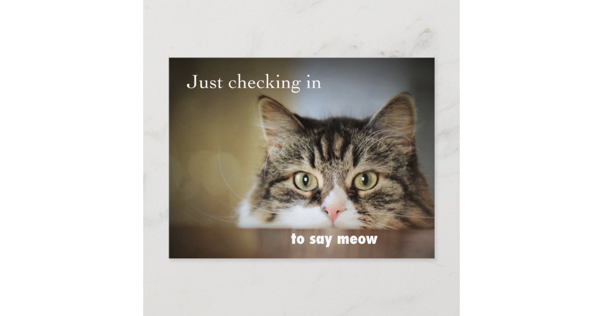 Hey, Meow There Postcard | Zazzle