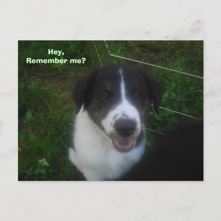 Hey,Remember me? Postcard | Zazzle