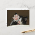 "HI" Kitten postcard | Zazzle