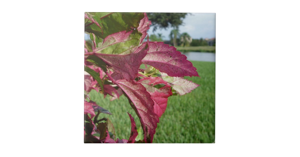Hibiscus "Fire and Ice" Plant Tile | Zazzle