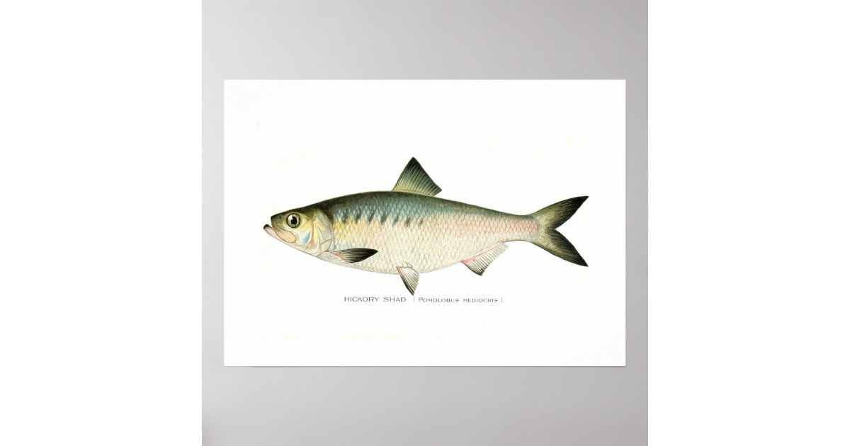 Hickory Shad Poster | Zazzle