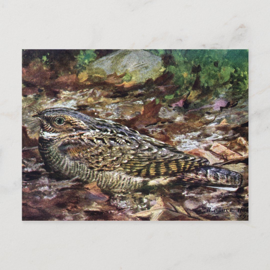 Hidden Whippoorwill Postcard | Zazzle