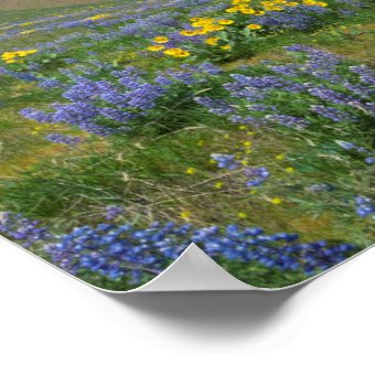 High Desert Spring Bloom Poster | Zazzle