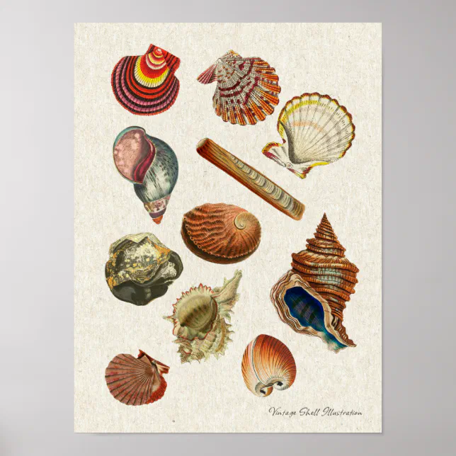 High Resolution Vintage Seashells Poster | Zazzle