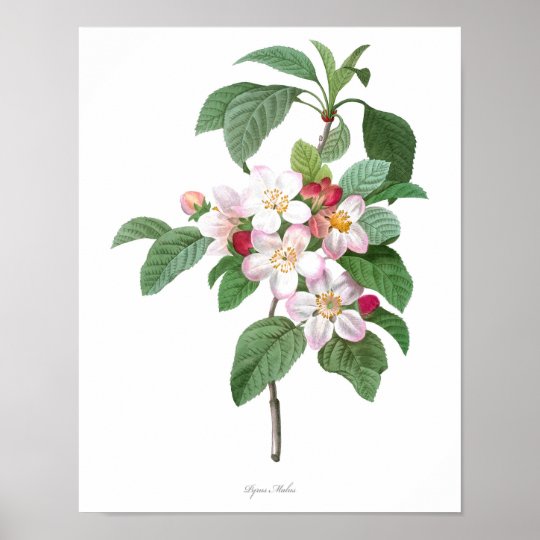 HIGHEST QUALITY Botanical print of Apple Blossom | Zazzle
