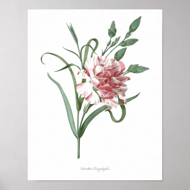 HIGHEST QUALITY Botanical print of Carnation | Zazzle