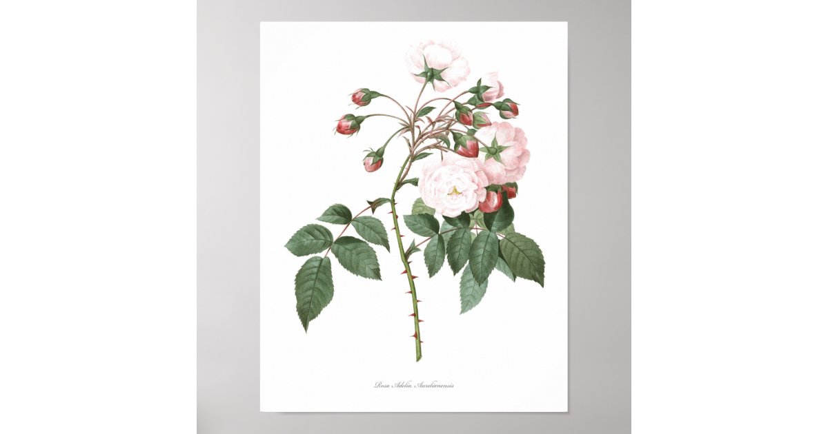 HIGHEST QUALITY Botanical print of Rose Adelia | Zazzle