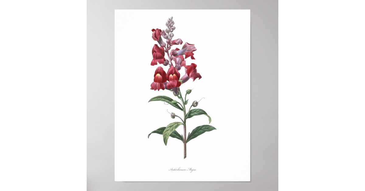 HIGHEST QUALITY Botanical print of Snapdragon | Zazzle