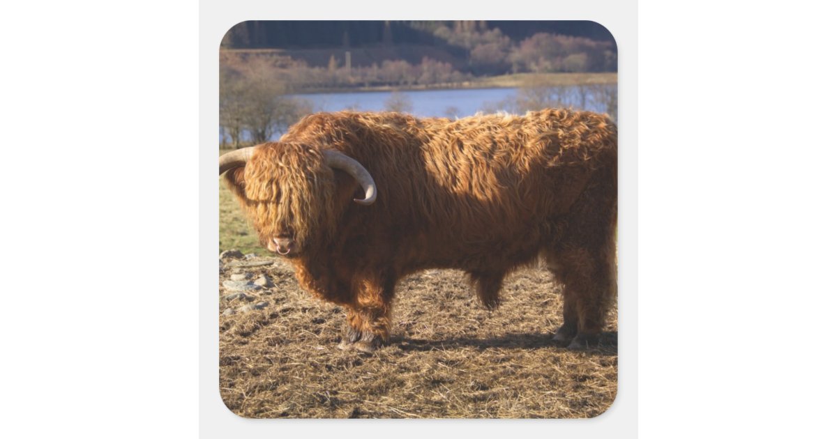 Highland Cattle Bull, Scotland Square Sticker | Zazzle