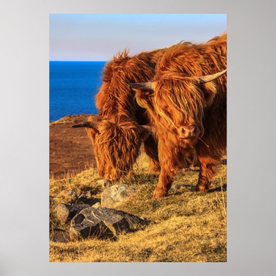 Highland Cattle Poster/Print Poster | Zazzle.com