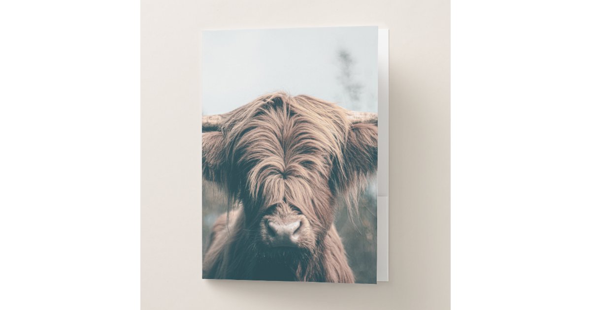 Highland cow portrait pocket folder | Zazzle