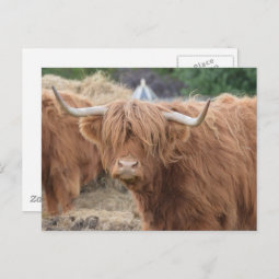 Highland Cow Postcard | Zazzle