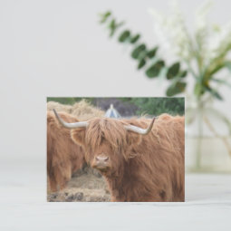 Highland Cow Postcard | Zazzle