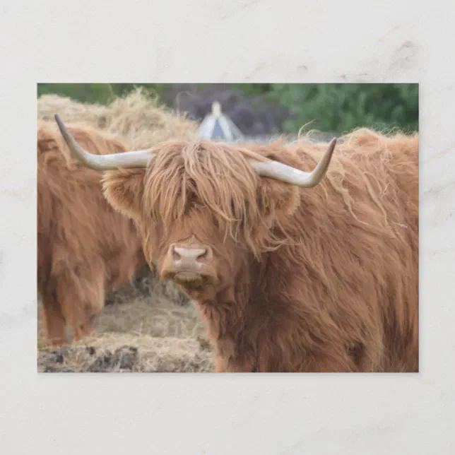 Highland Cow Postcard | Zazzle