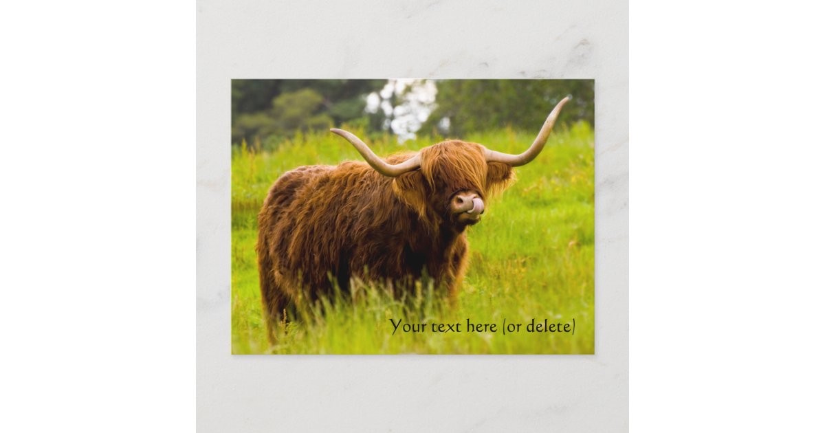 Highland Cow Postcard | Zazzle