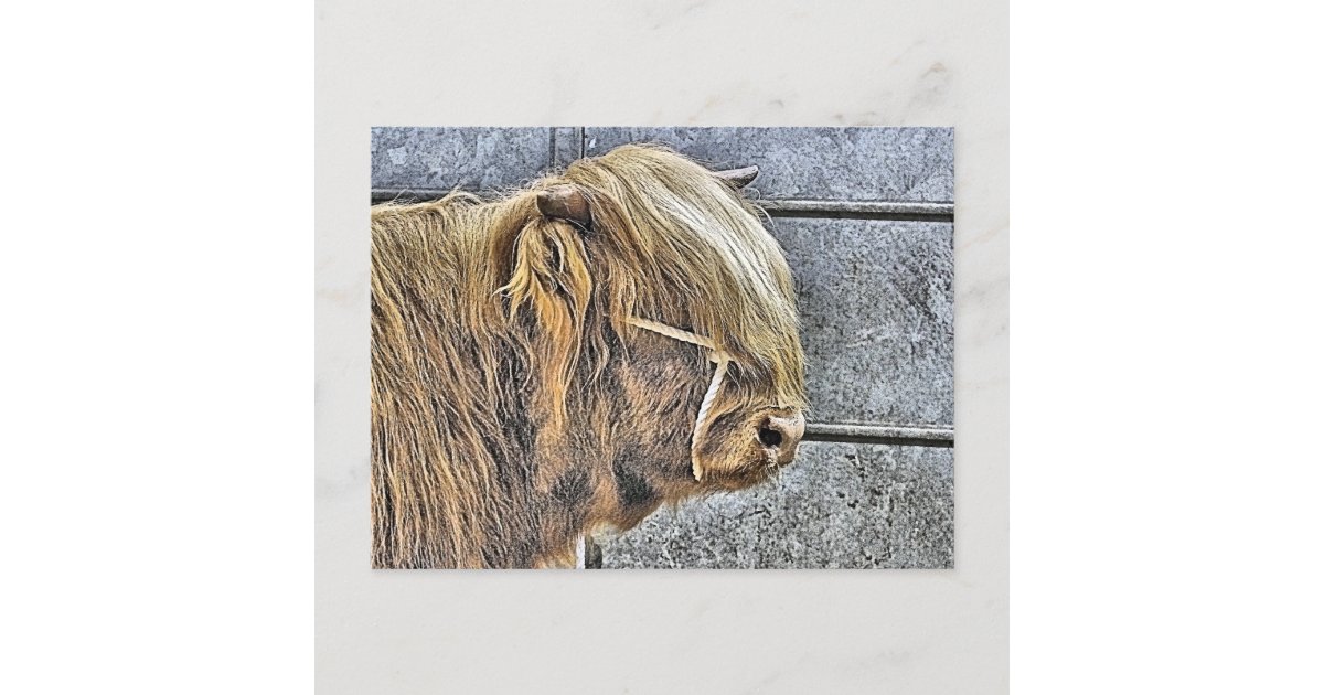 HIGHLAND COW POSTCARD | Zazzle