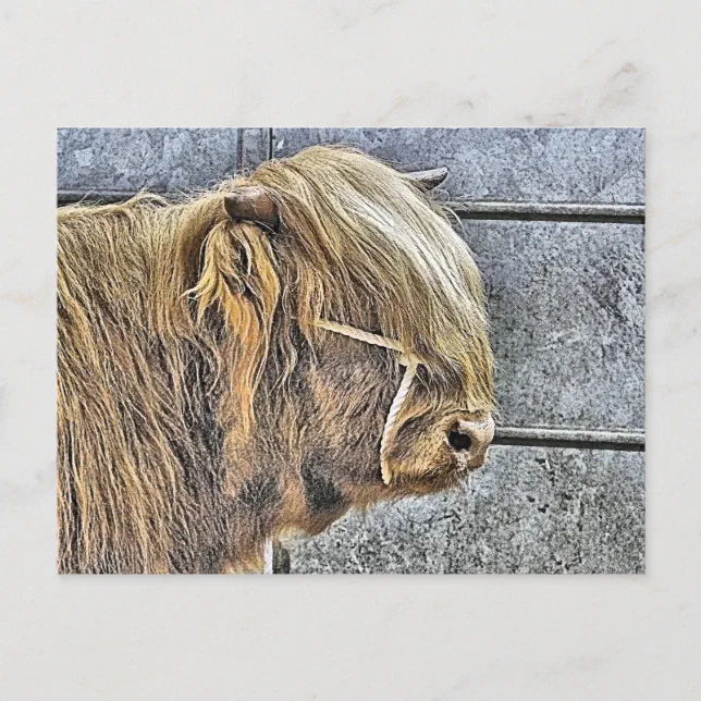 HIGHLAND COW POSTCARD | Zazzle