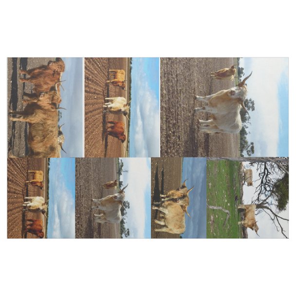 Highland Cows In A Photo Collage, Fabric | Zazzle