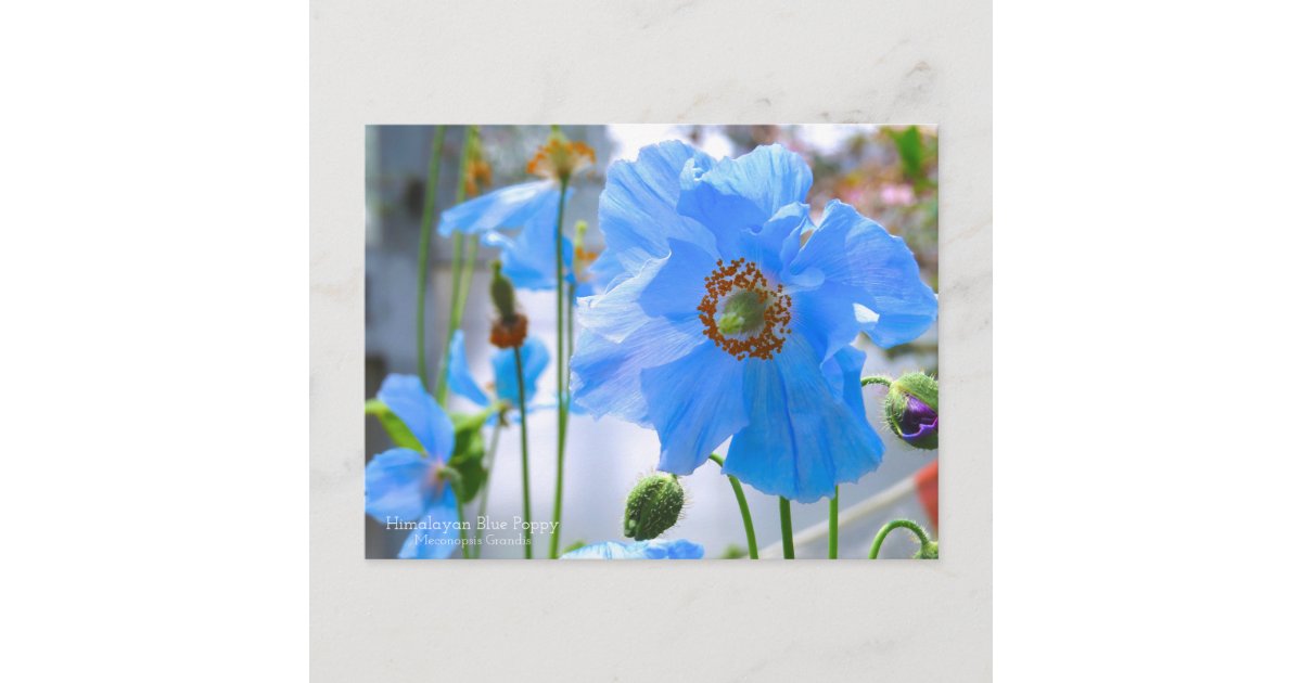 Himalayan Blue Poppy Postcard | Zazzle