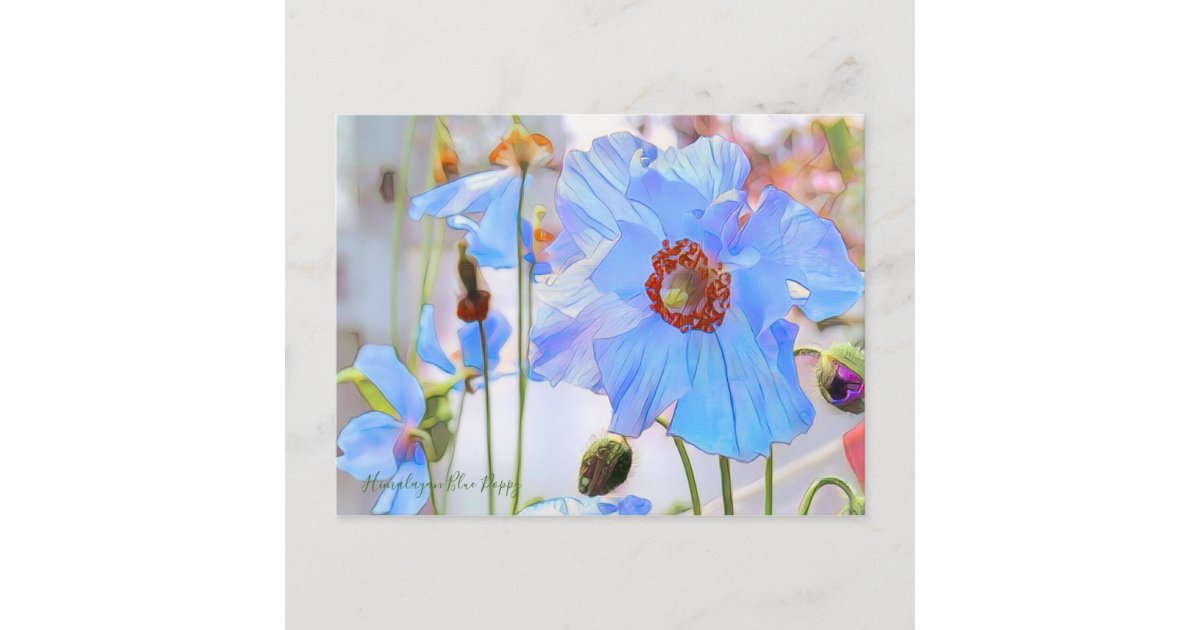 Himalayan Blue Poppy [Postcard] Postcard | Zazzle