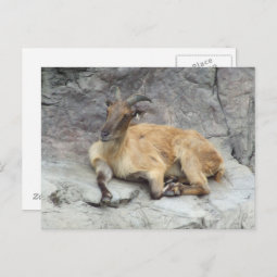 Himalayan Tahr Postcard | Zazzle