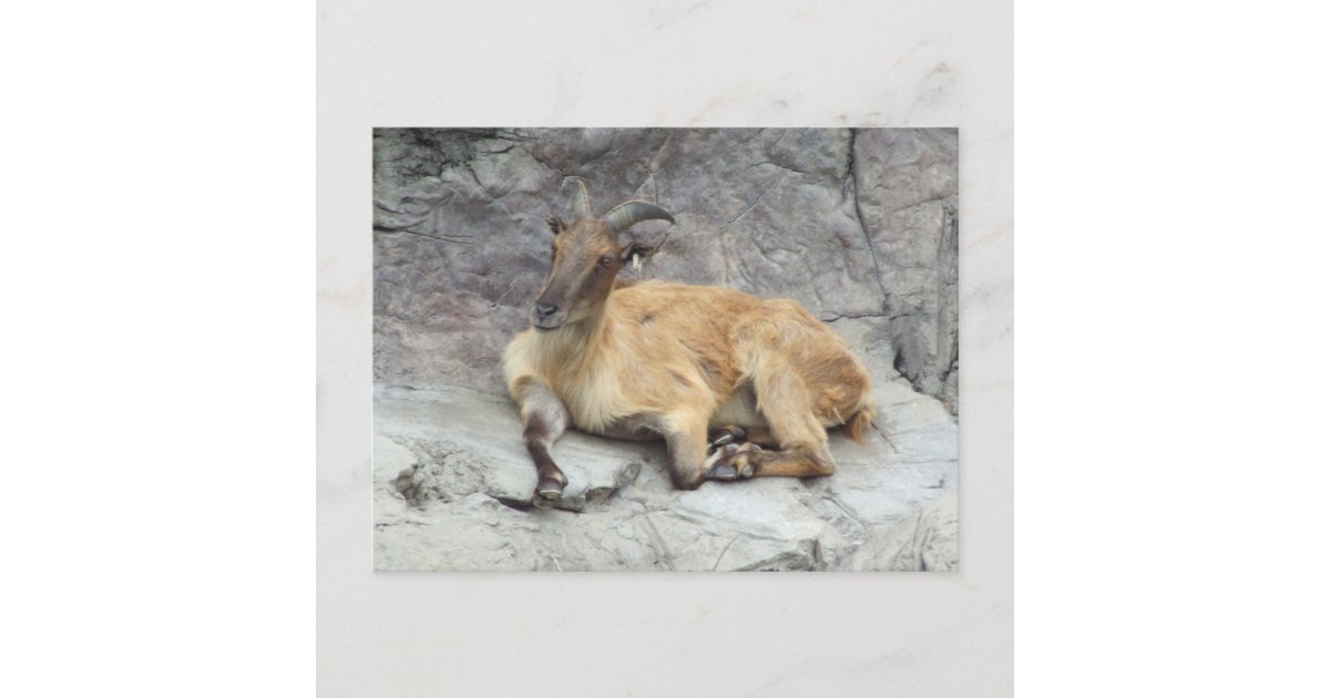 Himalayan Tahr Postcard | Zazzle