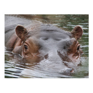 Hippo Gifts on Zazzle