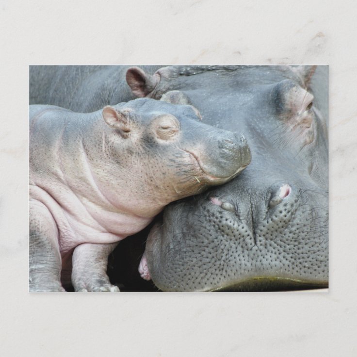Hippo Postcard | Zazzle