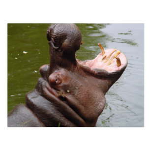 Hippo Postcards - No Minimum Quantity | Zazzle