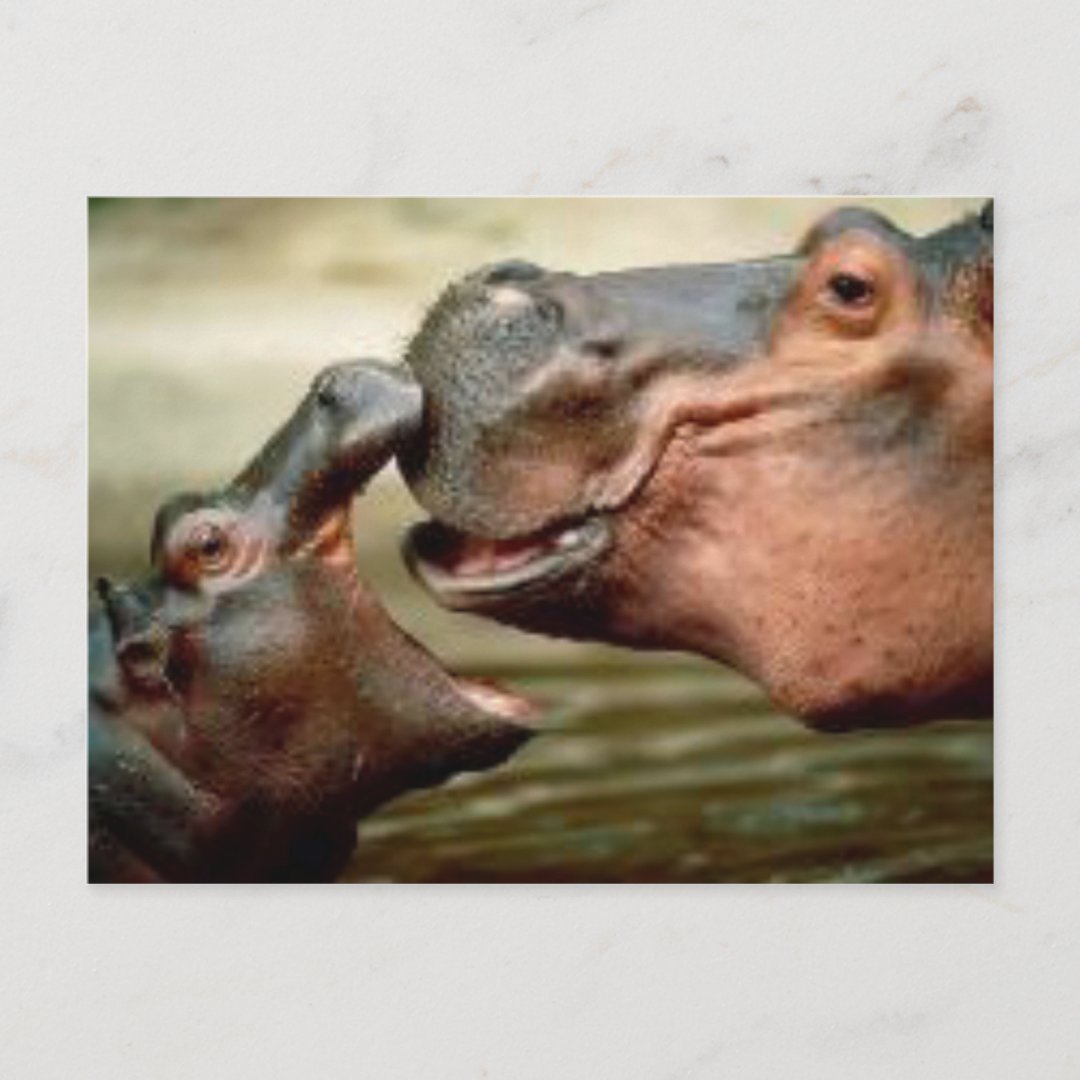 HIPPO POSTCARD | Zazzle