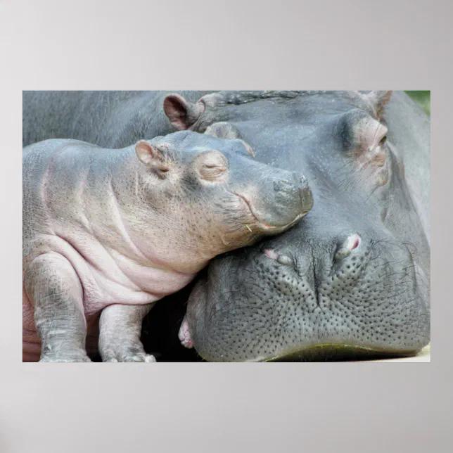 Hippo Poster | Zazzle