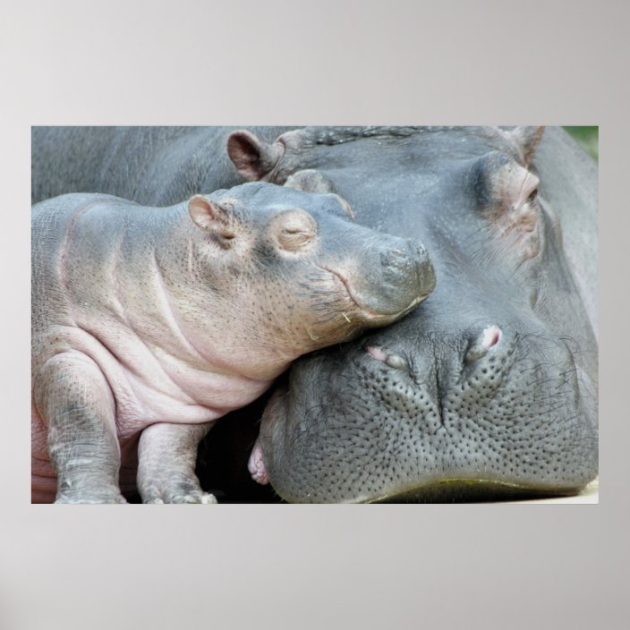 Hippo Poster | Zazzle.com
