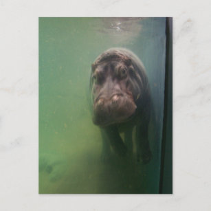 Hippo Postcards - No Minimum Quantity | Zazzle