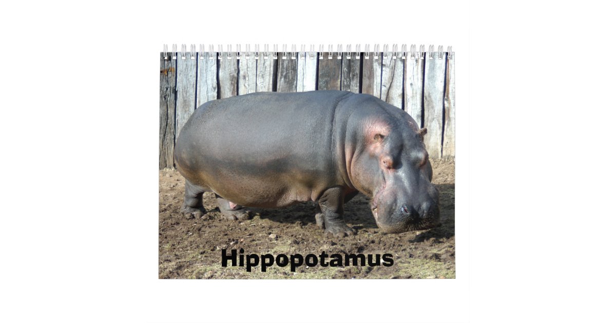 Hippopotamus Calendar, Hippopotamus Calendar | Zazzle