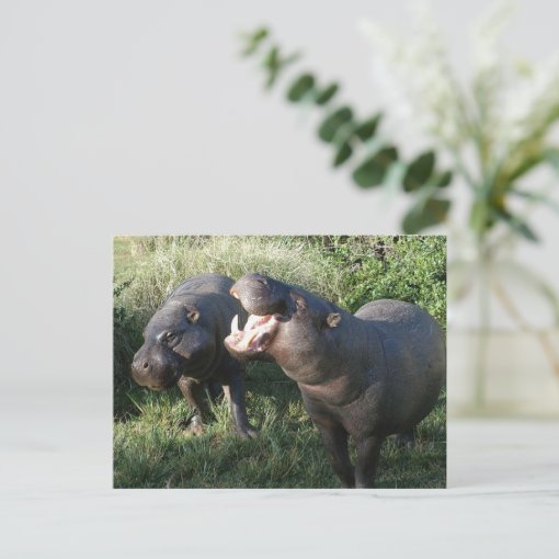 Hippopotamus Postcard | Zazzle