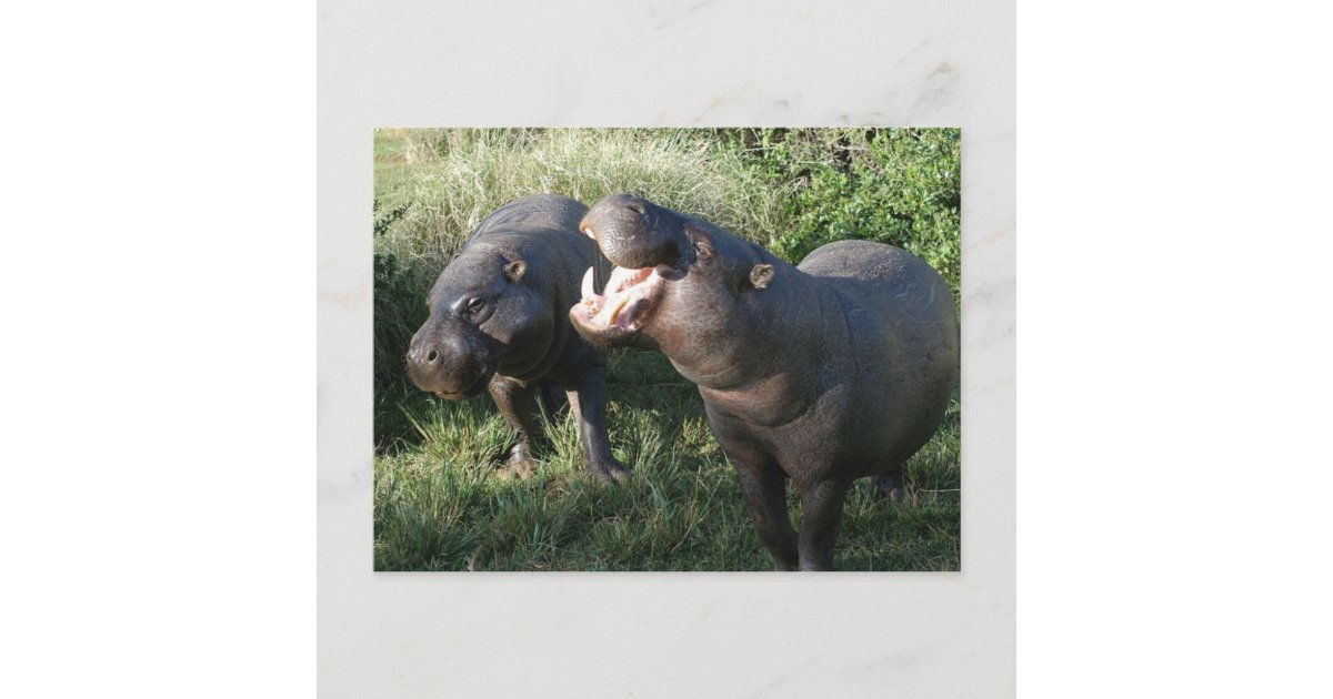 Hippopotamus Postcard | Zazzle