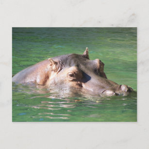 Hippo Postcards - No Minimum Quantity | Zazzle