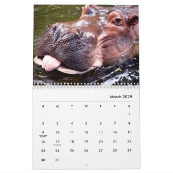 Hippopotamus Wall Calendar | Zazzle