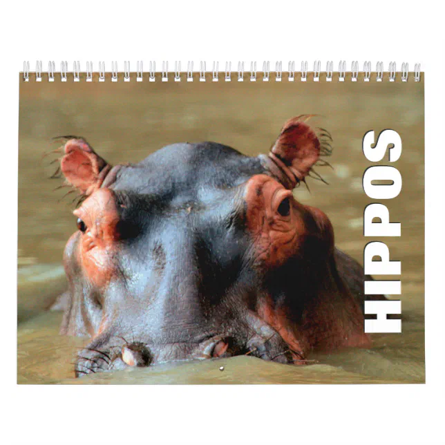 Hippopotamus Wall Calendar | Zazzle