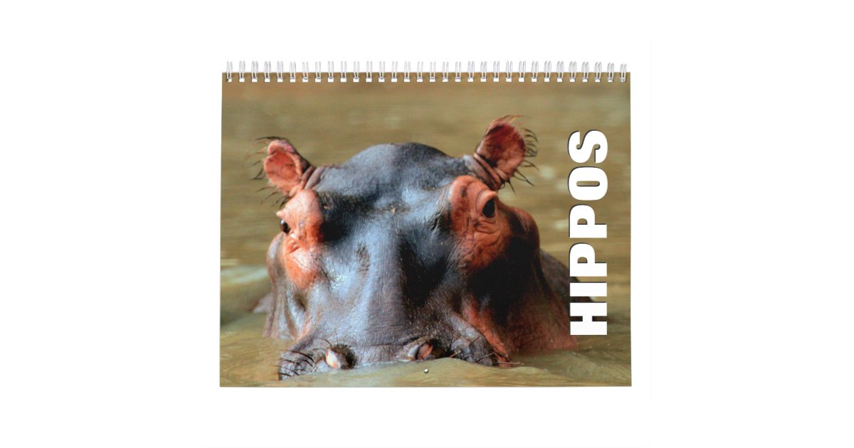 Hippopotamus Wall Calendar | Zazzle