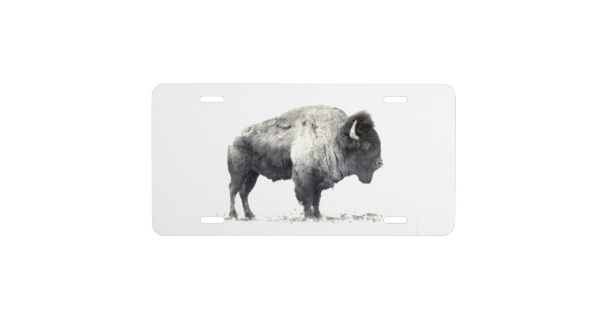 Historical Photograph of American Bison License Plate | Zazzle