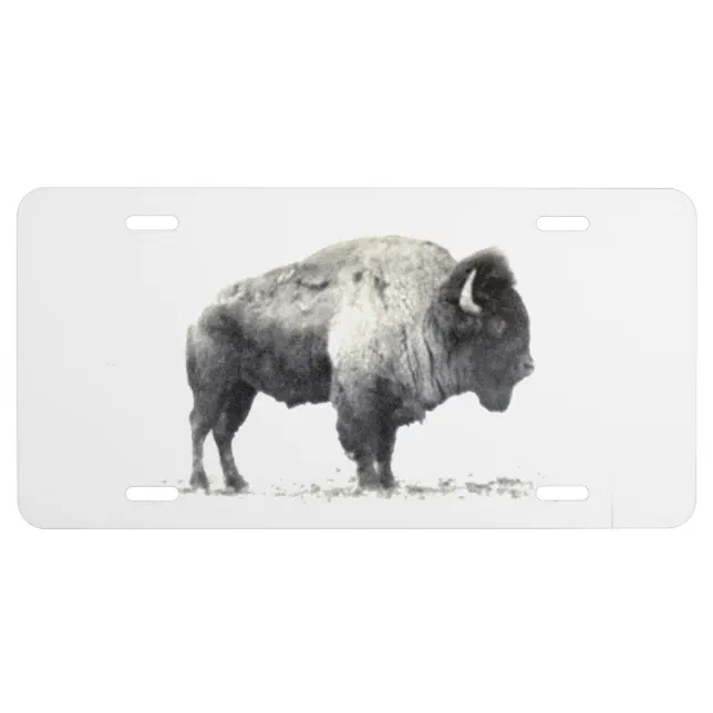 Historical Photograph of American Bison License Plate | Zazzle