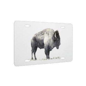 Historical Photograph of American Bison License Plate | Zazzle