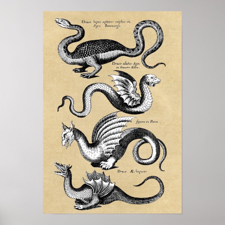 History of Dragons Wall Chart | Zazzle