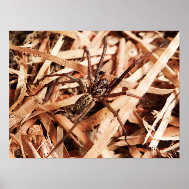 Hobo spider Female Poster | Zazzle