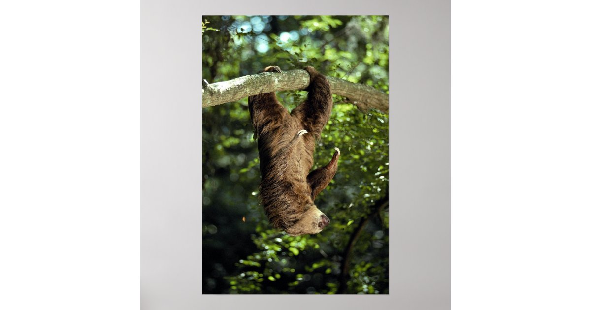 Hoffmann's two-toed sloth poster | Zazzle
