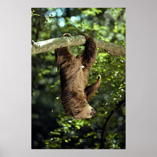 Hoffmann's two-toed sloth poster | Zazzle