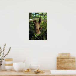 Hoffmann's two-toed sloth poster | Zazzle