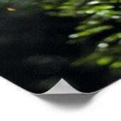 Hoffmann's two-toed sloth poster | Zazzle